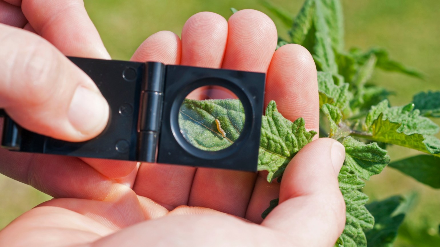 Control biológico y control microbiano de plagas