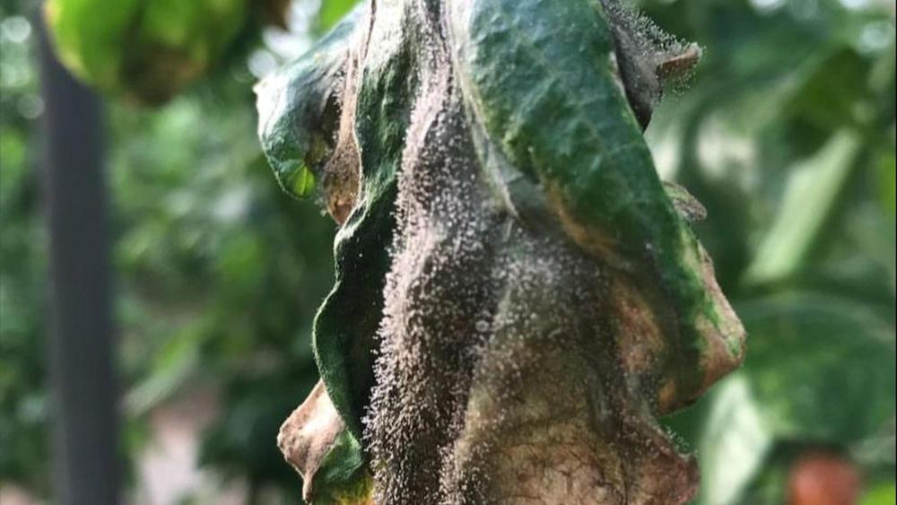 Botrytis en hortícolas: la experiencia en invernadero
