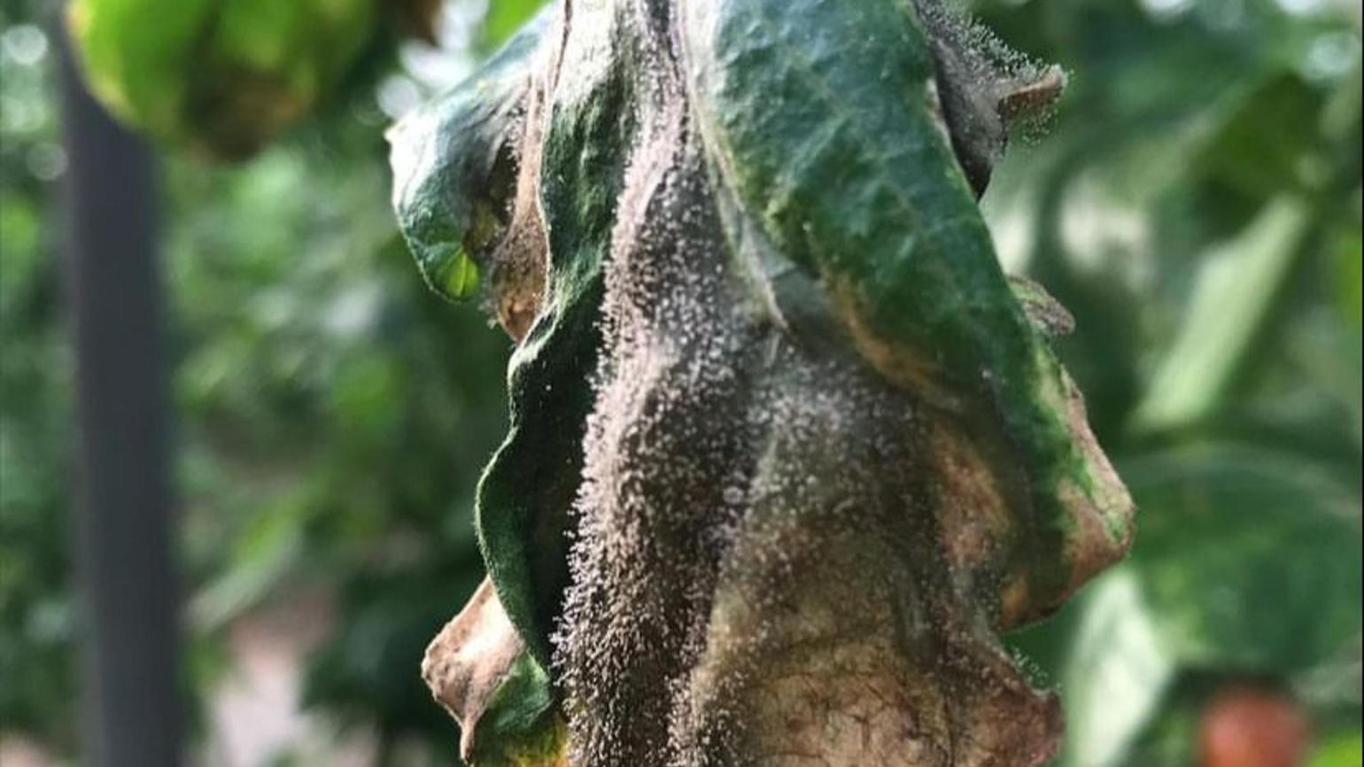 Botrytis en hortícolas: la experiencia en invernadero