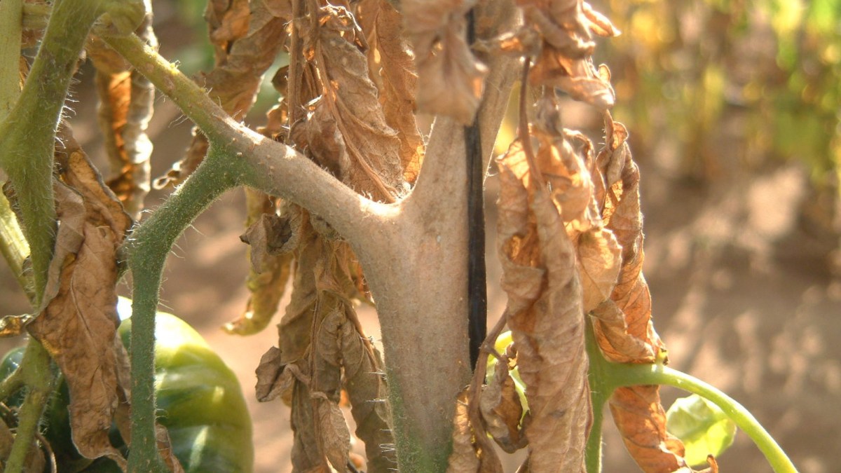 Botrytis en hortícolas: la visión desde el laboratorio