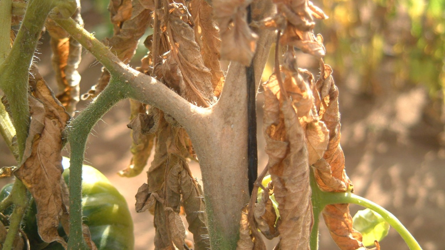Botrytis en hortícolas: la visión desde el laboratorio