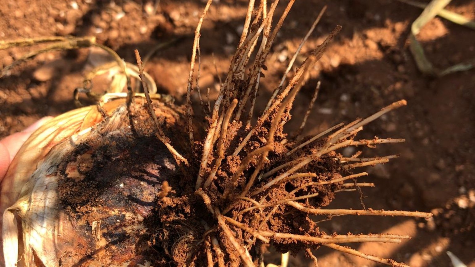 Enfermedades y plagas del cultivo de la cebolla