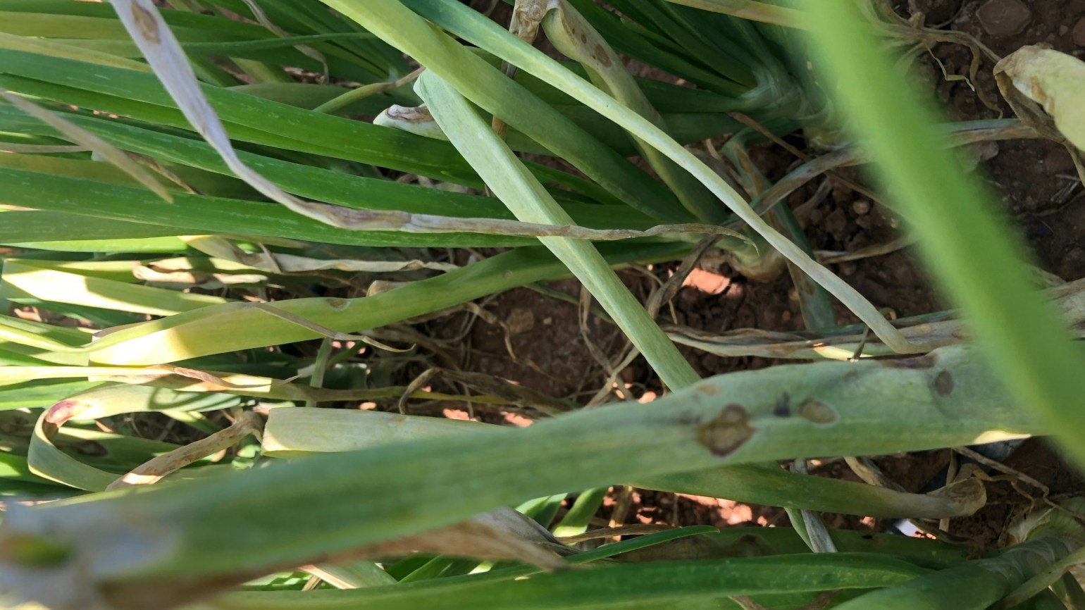 Enfermedades y plagas del cultivo de la cebolla