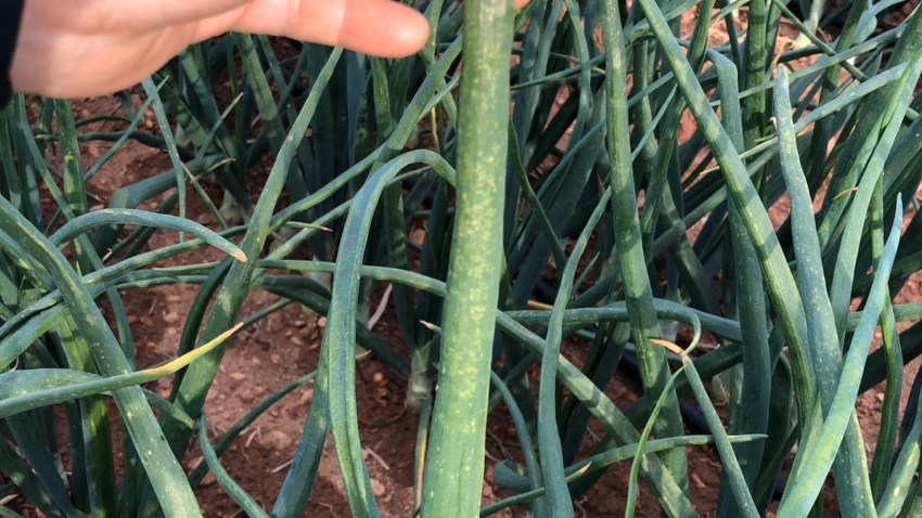 Enfermedades y plagas del cultivo de la cebolla