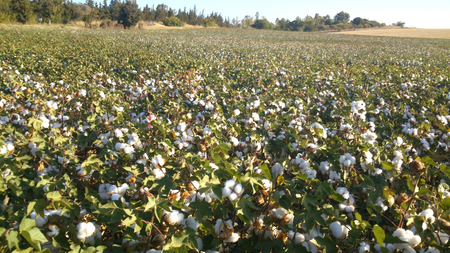 El cultivo del algodón en España: Principales enfermedades