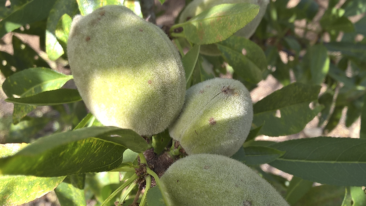 Principales enfermedades del almendro y su tratamiento