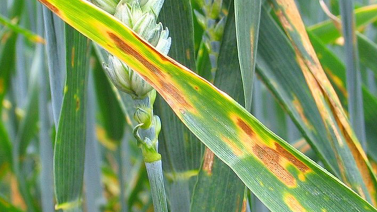 Plagas y enfermedades en el cultivo de la lechuga
