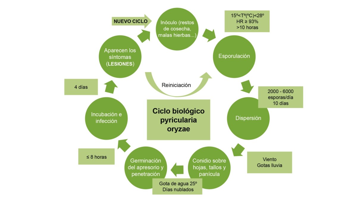 Todo sobre la Piricularia y las enferdades fúngicas del arro