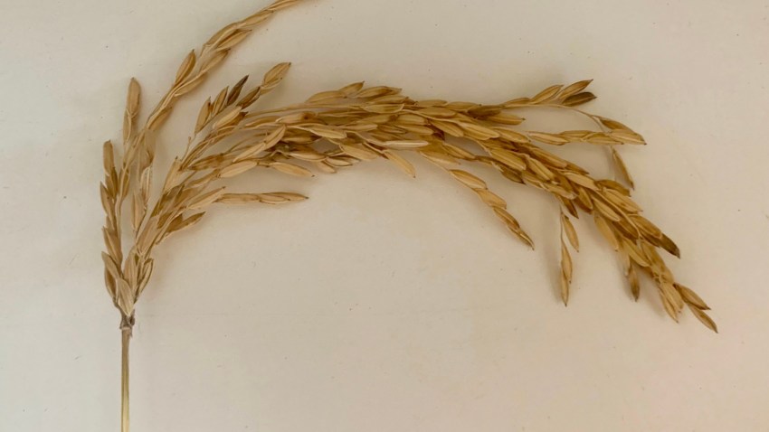 Todo sobre la Piricularia y las enferdades fúngicas del arro