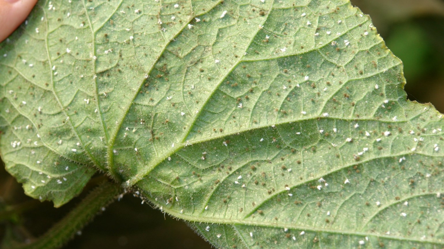 Melón y sandía en invernadero: Plagas y enfermedades