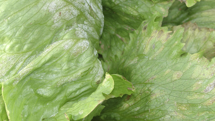 Plagas y enfermedades en el cultivo de la lechuga