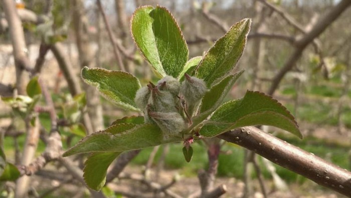 Identificar el moteado a tiempo