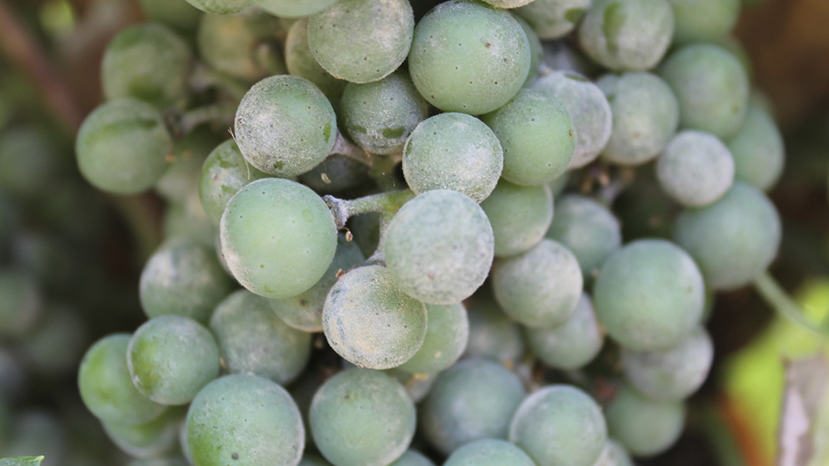 El oídio ya está presente, ¡conócelo!