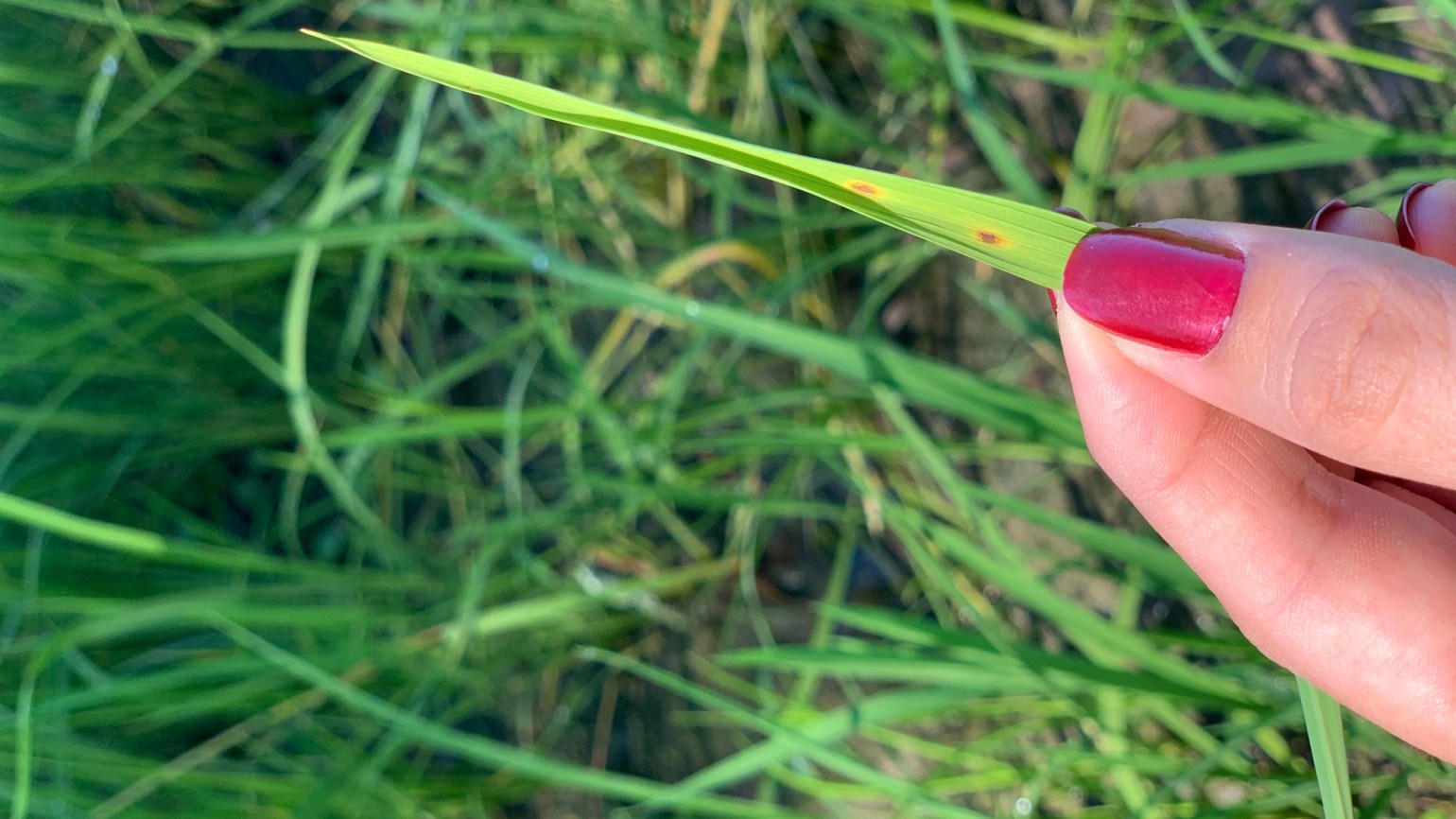 Todo sobre la Piricularia y las enferdades fúngicas del arro