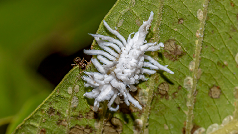Parásitos emergentes en tu viñedo
