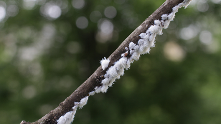 Parásitos emergentes en tu viñedo