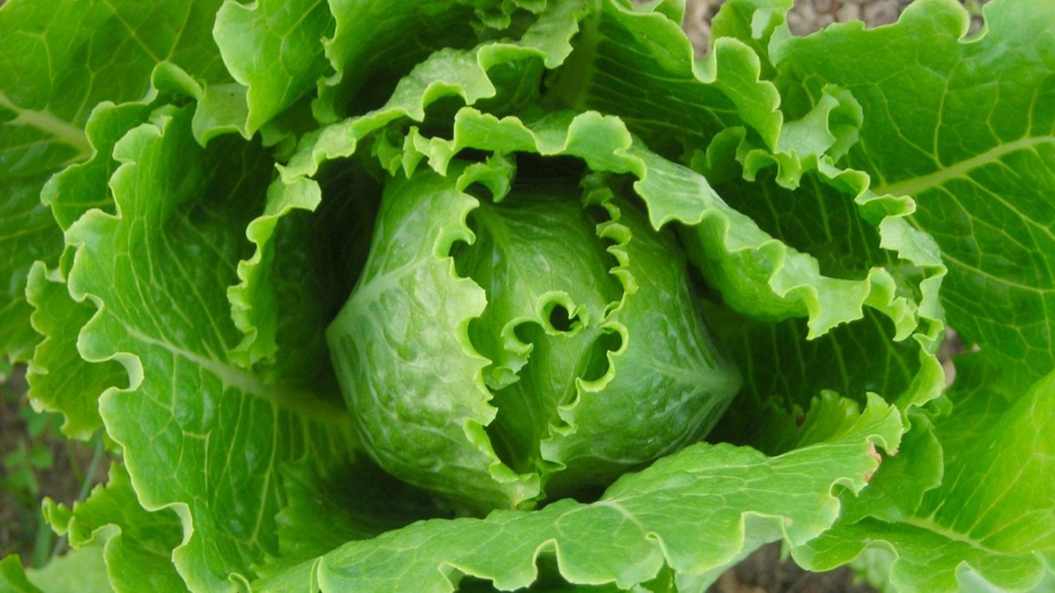 Plagas y enfermedades en el cultivo de la lechuga