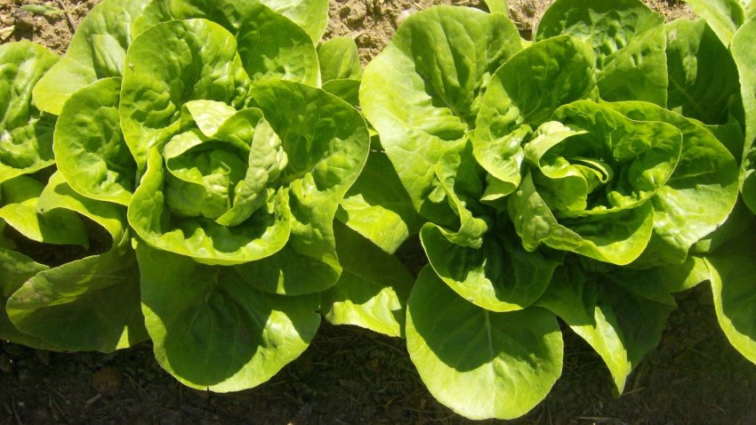 Plagas y enfermedades en el cultivo de la lechuga