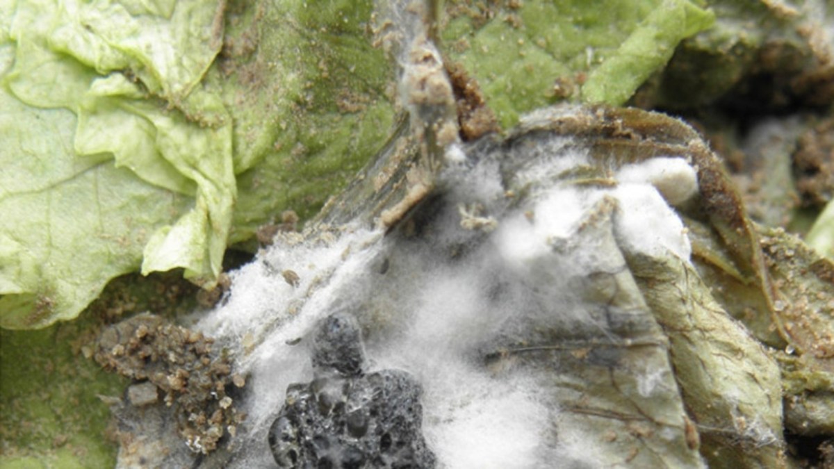 Plagas y enfermedades en el cultivo de la lechuga