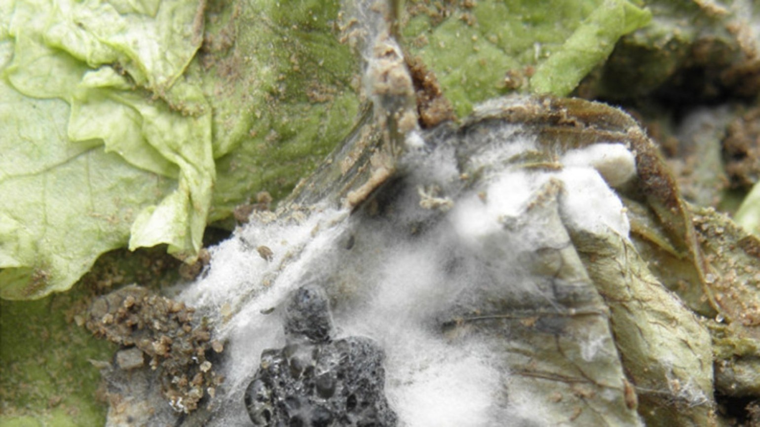 Plagas y enfermedades en el cultivo de la lechuga