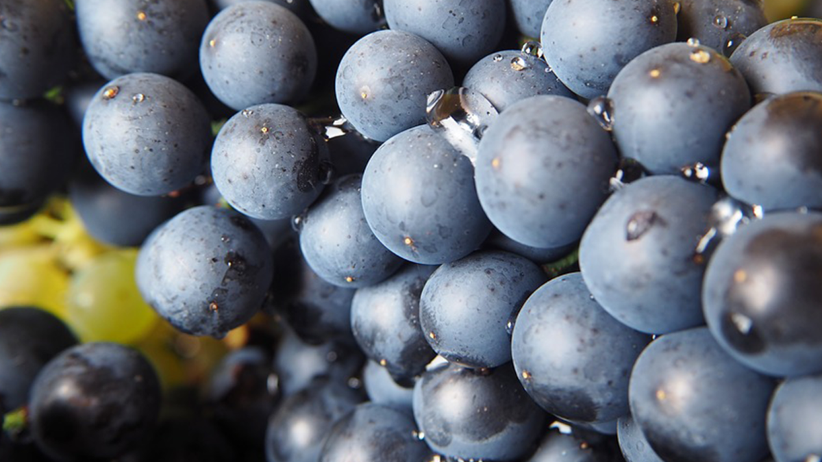 La importancia de tener un racimo sano y protegido