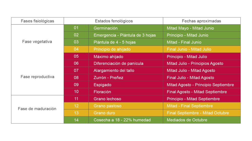 Todo sobre la Piricularia y las enferdades fúngicas del arroz