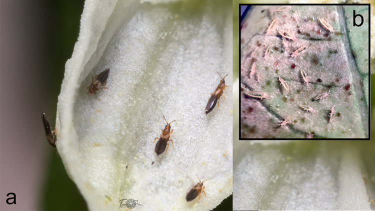 Plaga Thrips Parvispinus