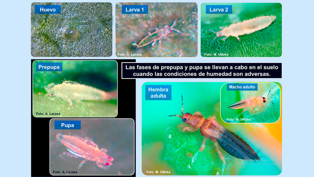 Plaga Thrips Parvispinus