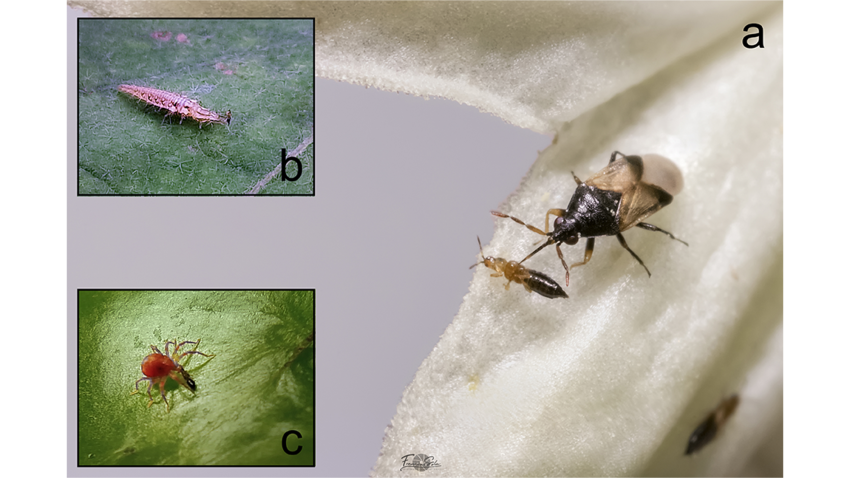 Plaga Thrips Parvispinus