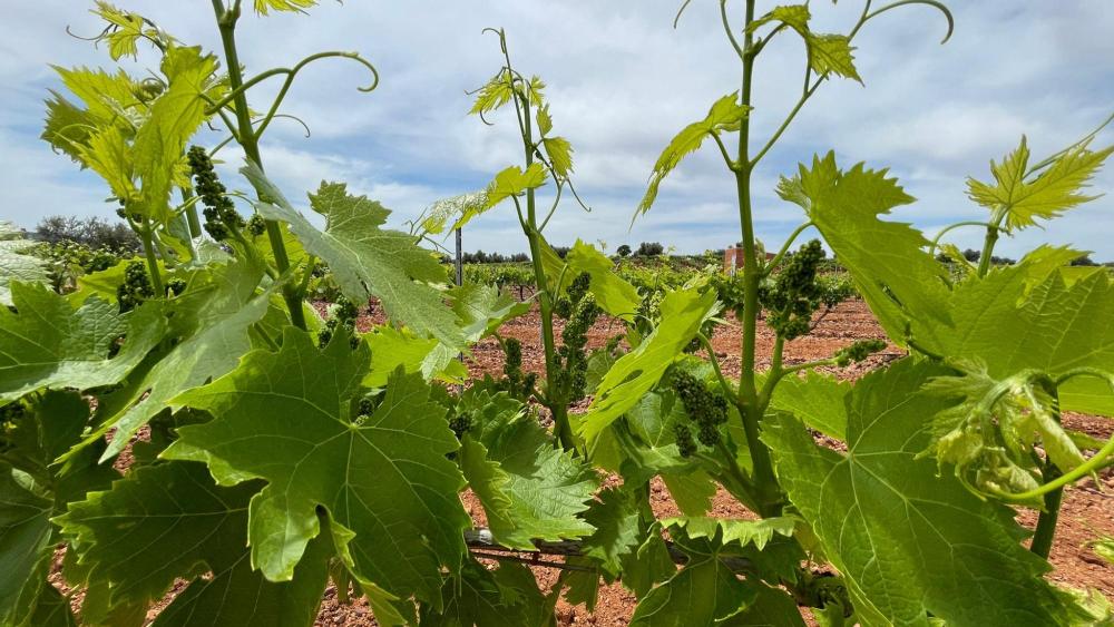 ¿Qué es un sarmiento y por qué es vital para la vendimia?