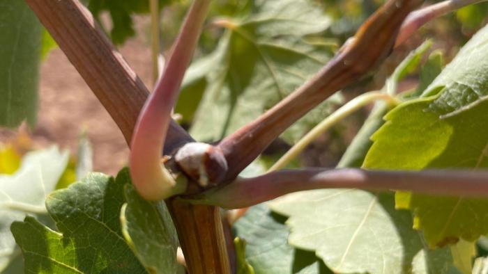 ¿Qué es un sarmiento y por qué es vital para la vendimia?