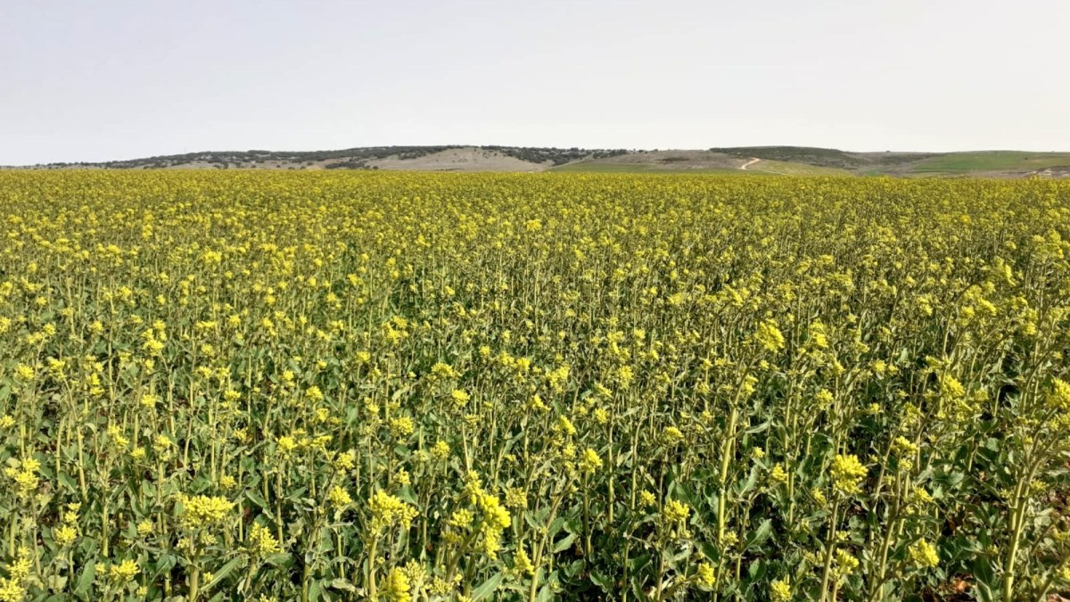 Enfermedades y plagas presentes en el cultivo de la colza