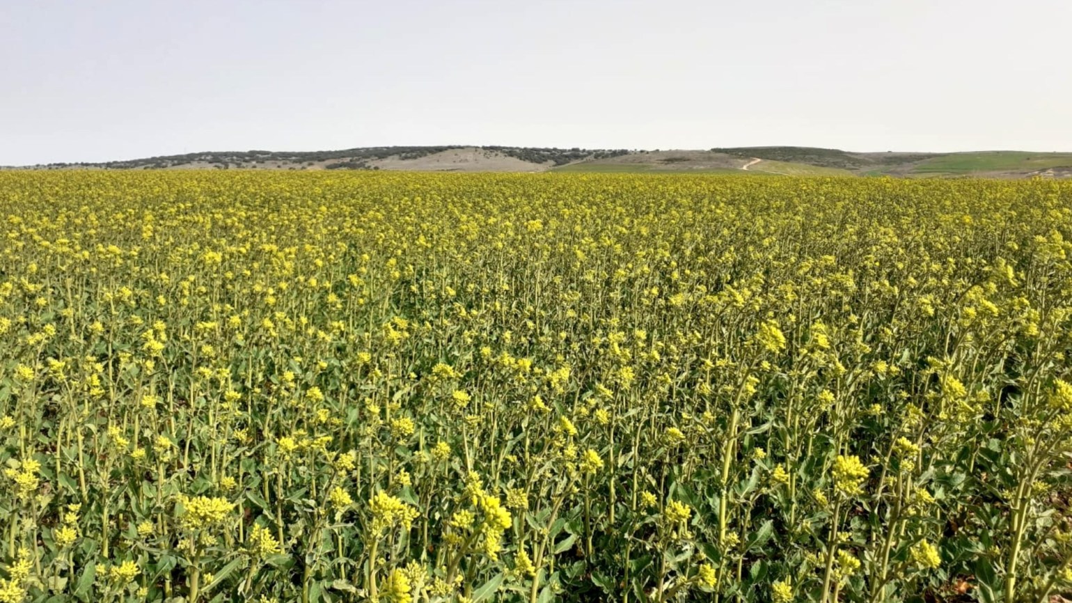 Enfermedades y plagas presentes en el cultivo de la colza