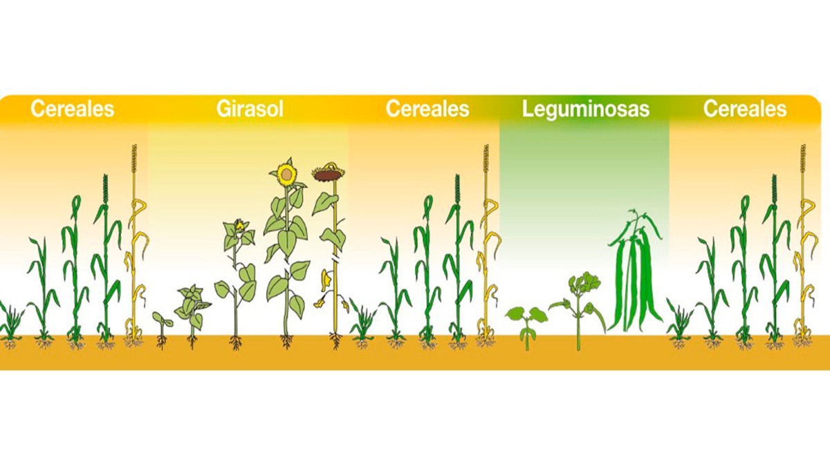 ¿Por qué debemos apostar por la rotación de cultivos?