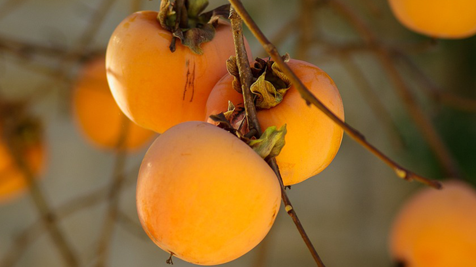 Caqui - BASF Agricultural Solutions España