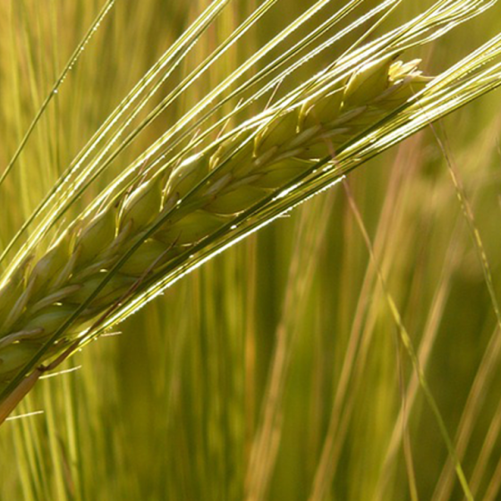 Pulgones - BASF Agricultural Solutions España