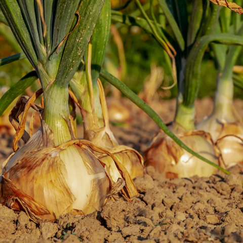 Pulgones - BASF Agricultural Solutions España