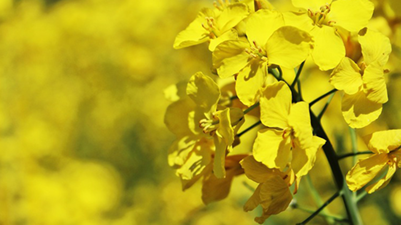 Ventajas del cultivo de la Colza Clearfield®