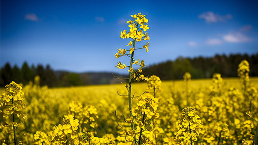 Colza - BASF Agricultural Solutions España