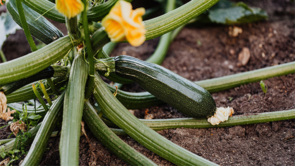 Cucurbitáceas - BASF Agricultural Solutions España