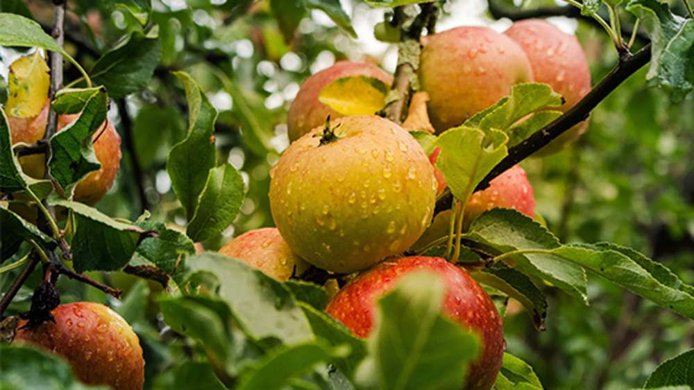 Frutales de pepita