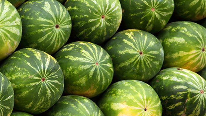 Sandía - BASF Agricultural Solutions España