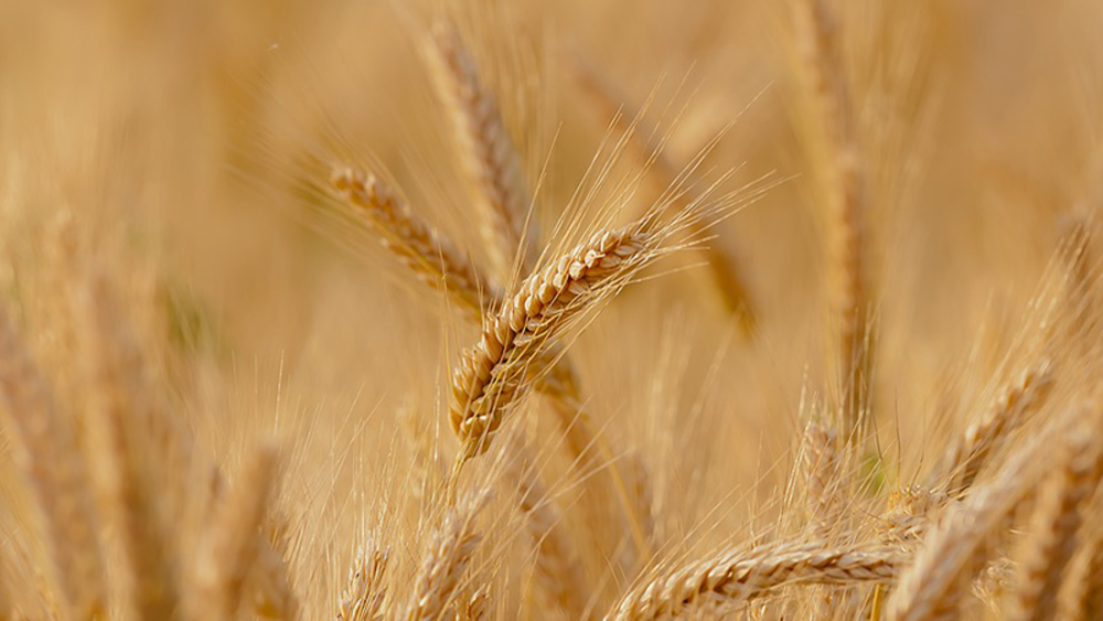 Trigo - BASF Agricultural Solutions España