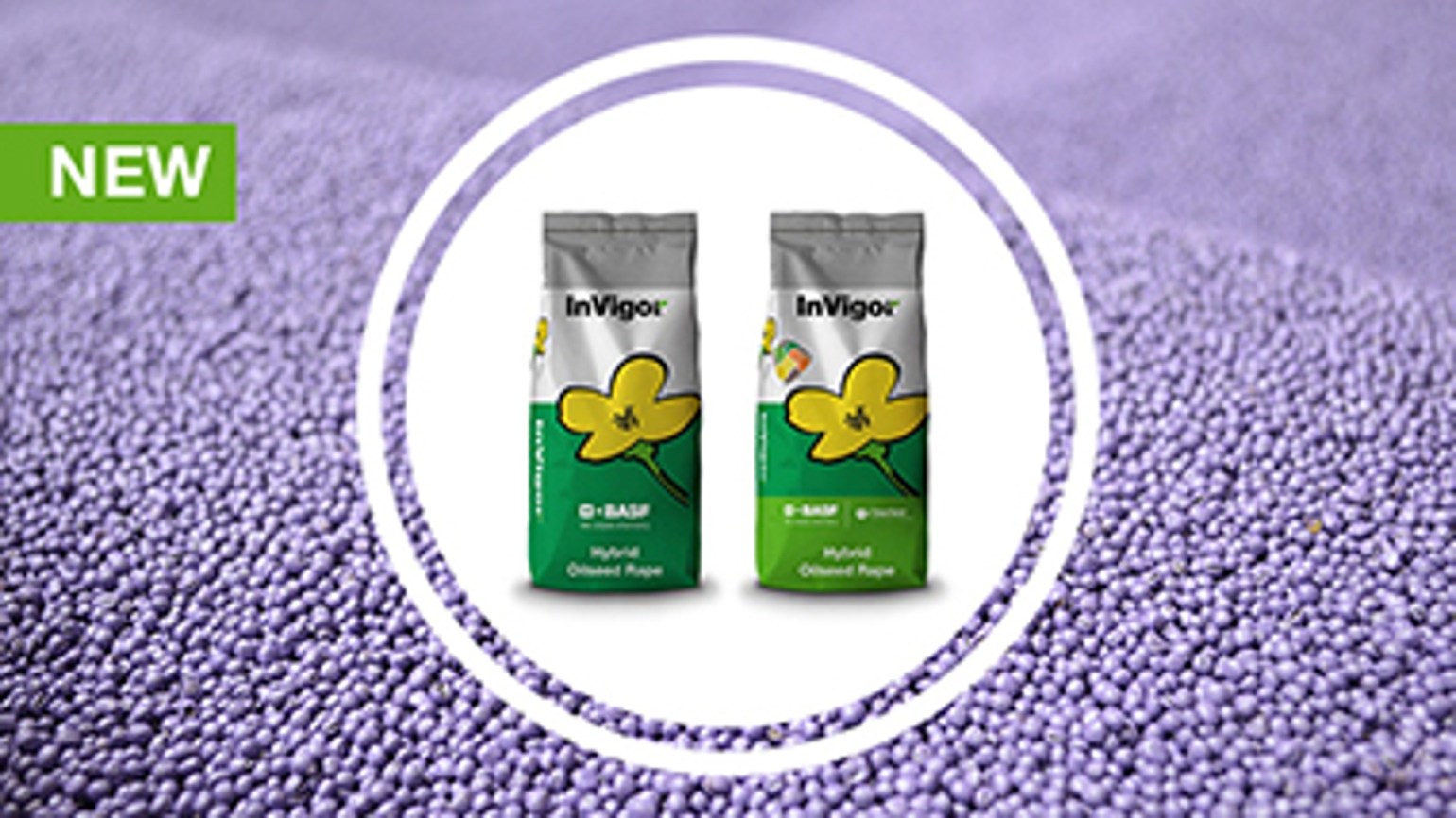 Colza Clearfield - BASF Agricultural Solutions España