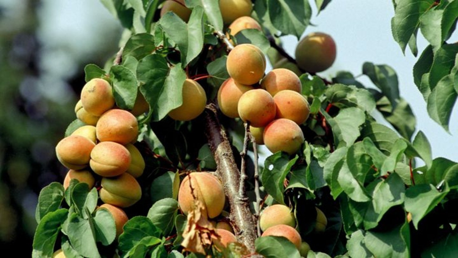 Albaricoque - BASF Agricultural Solutions España