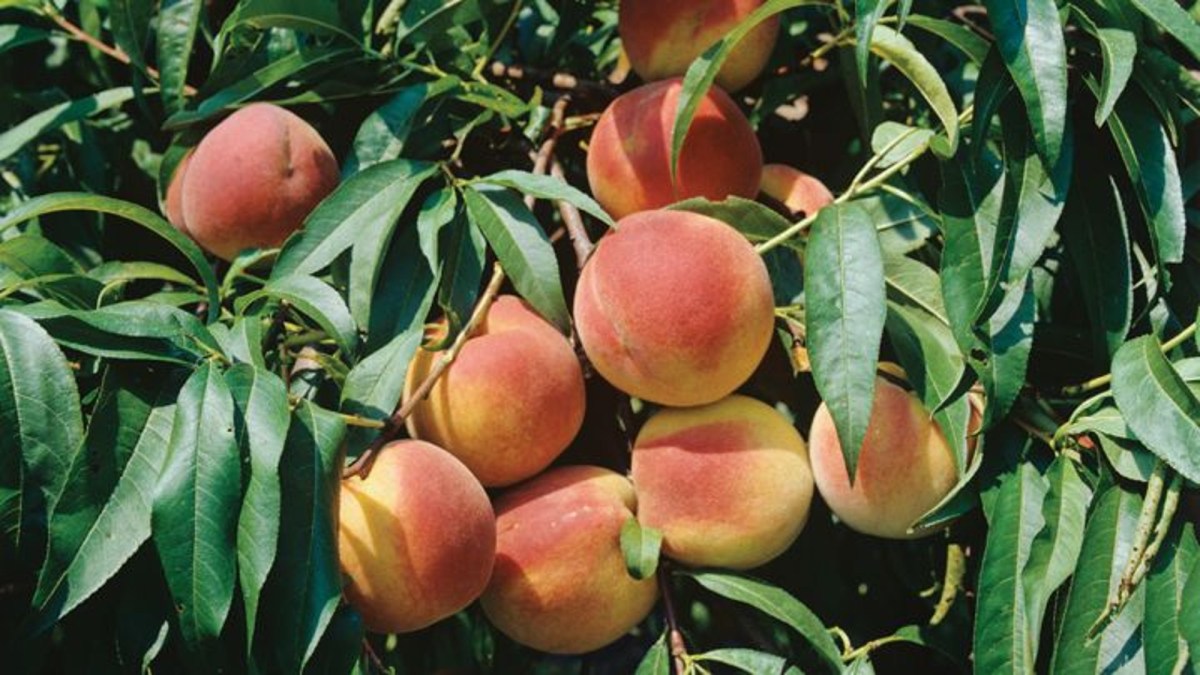Melocotonero - BASF Agricultural Solutions España