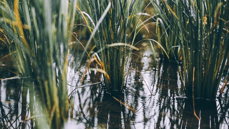 Arroz Provisia - BASF Agricultural Solutions España