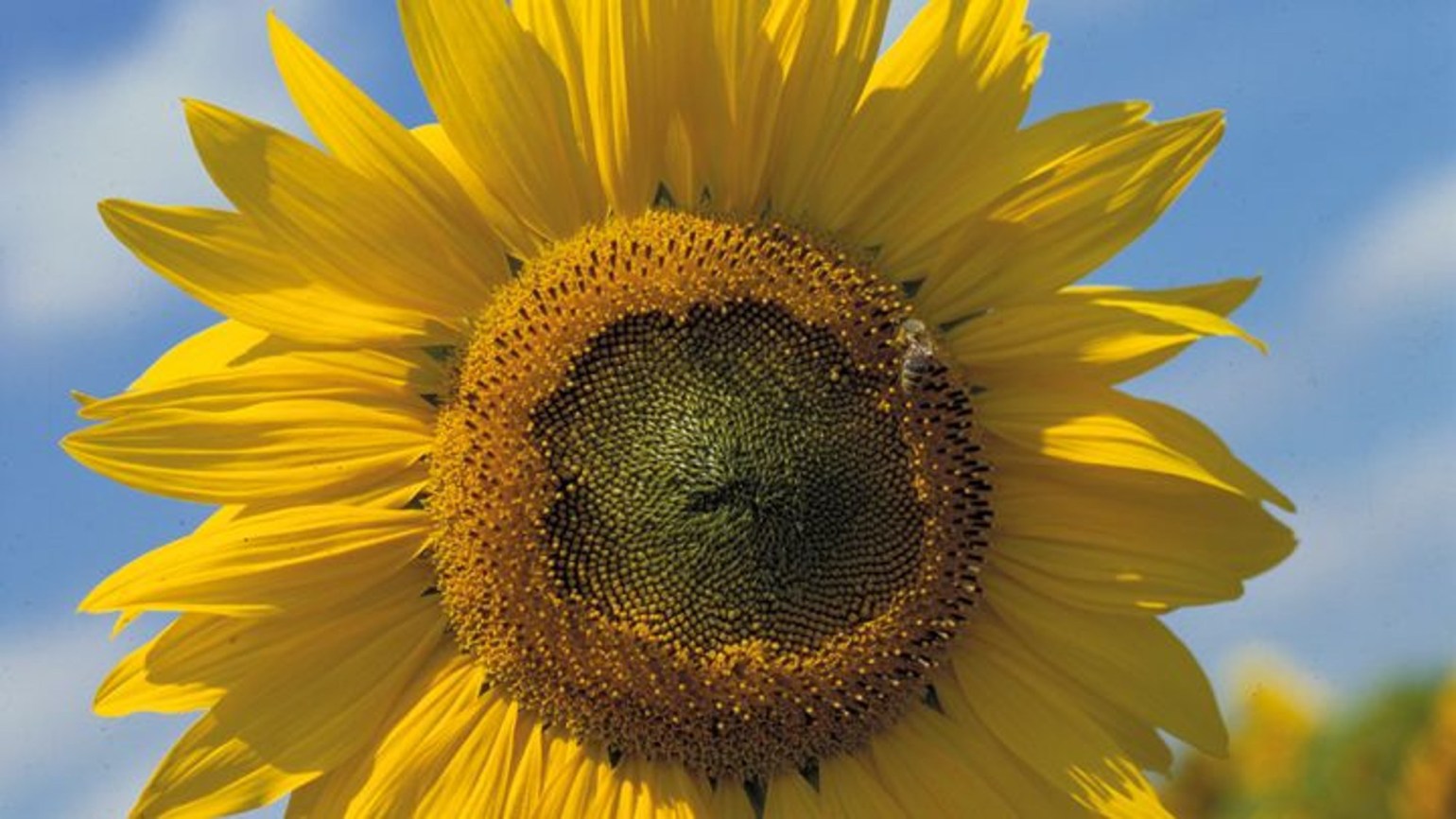 Girasol - BASF Agricultural Solutions España