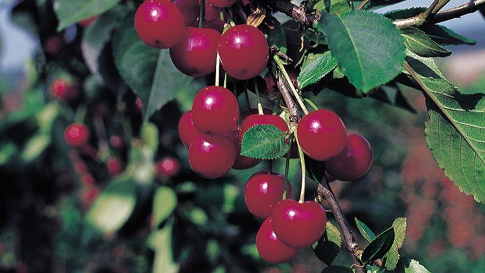 Cereza dulce - BASF Agricultural Solutions España