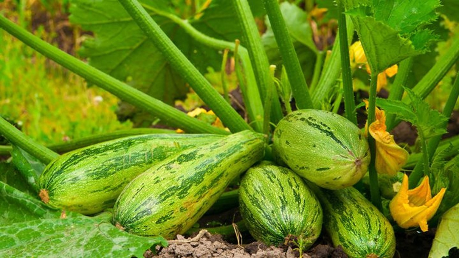 Calabacín - BASF Agricultural Solutions España